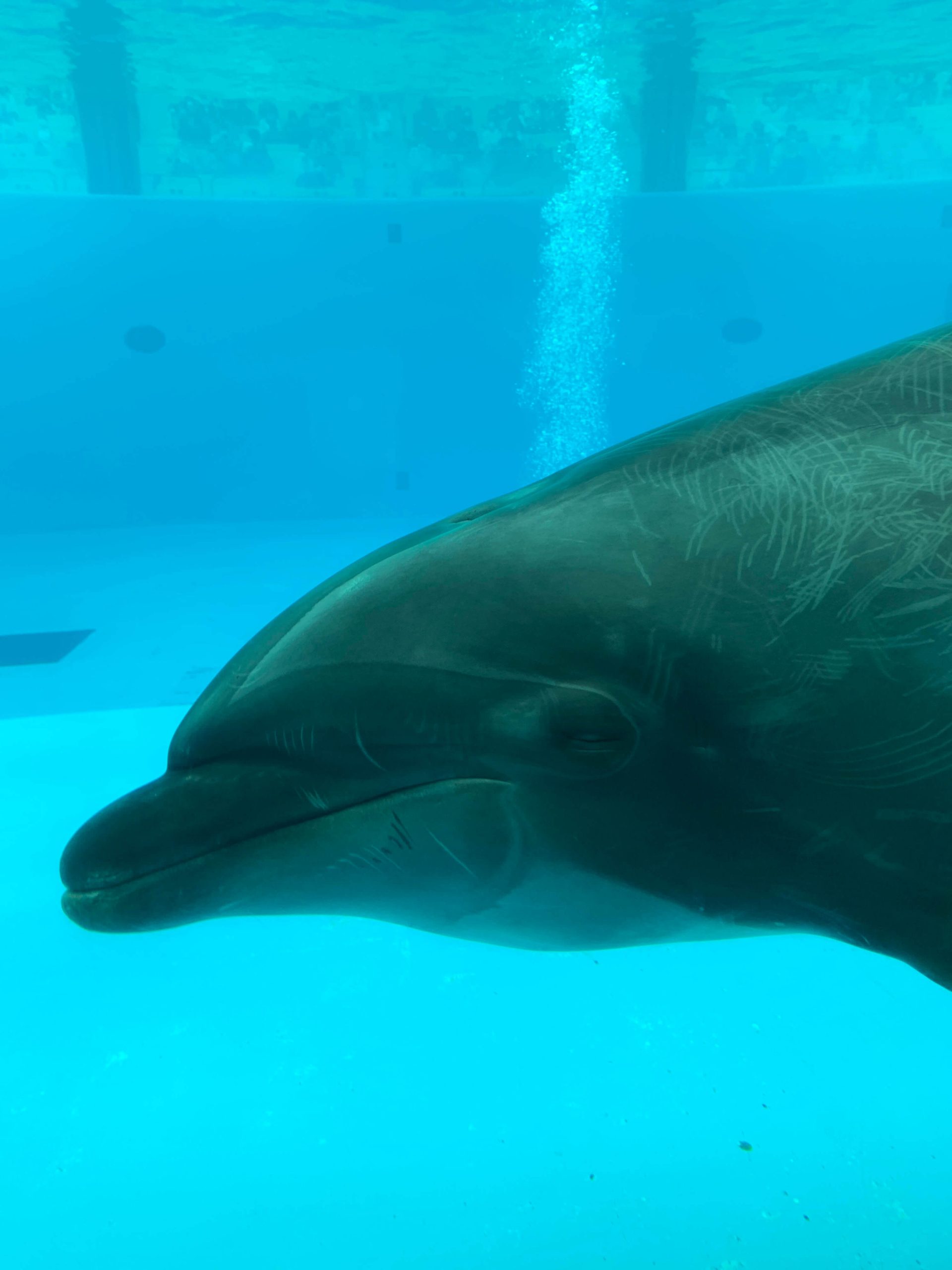 Hakkeijima Sea Paradise 2025: Your Complete Guide to Yokohama's Wonderland