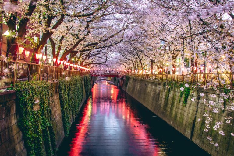 What is a Hanami Party? - ExploreJapanNow.com