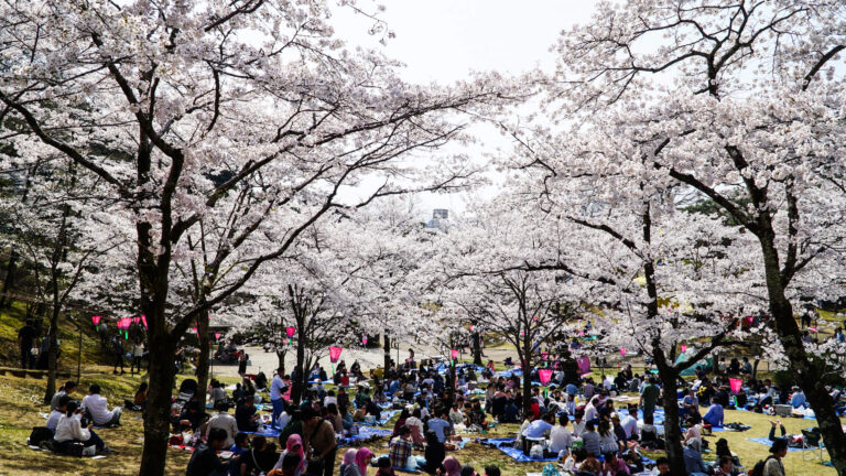 What is a Hanami Party? - ExploreJapanNow.com