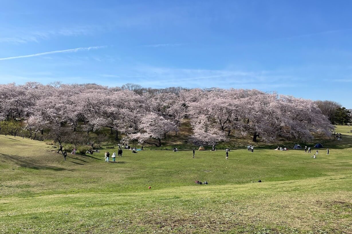 Best Cherry Blossom Viewing Spots in Yokohama