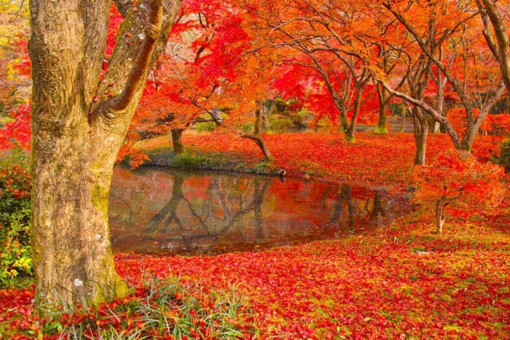 Japan Autumn Foliage Forecast 2025: Best Times & Places (Updated November)